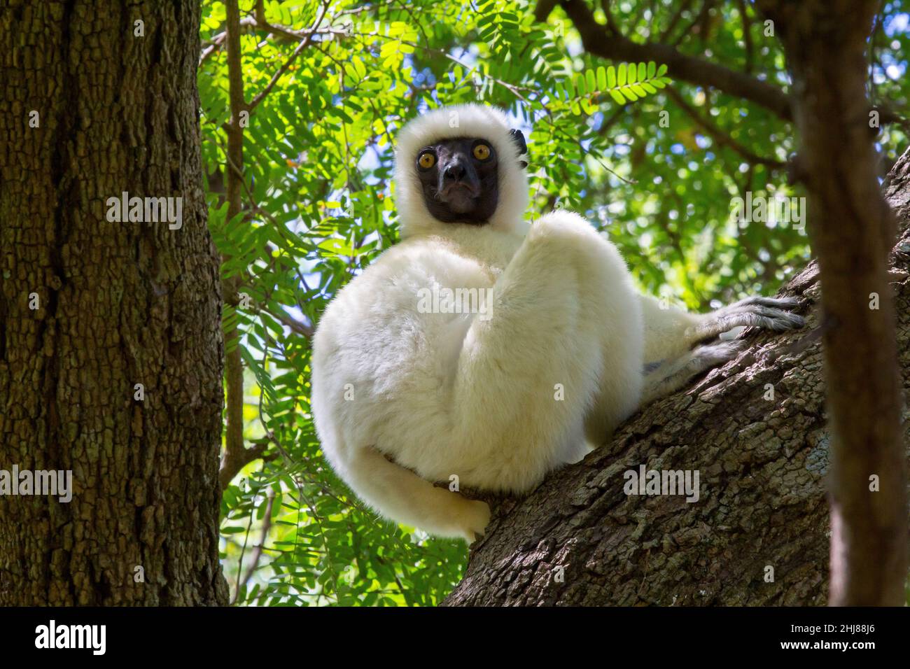 Propithecus verreauxi deckeni hi-res stock photography and images - Alamy