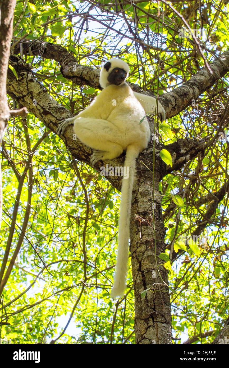 Decken's Sifaka lemur (propithecus verreauxi deckeni), Tsingy de ...