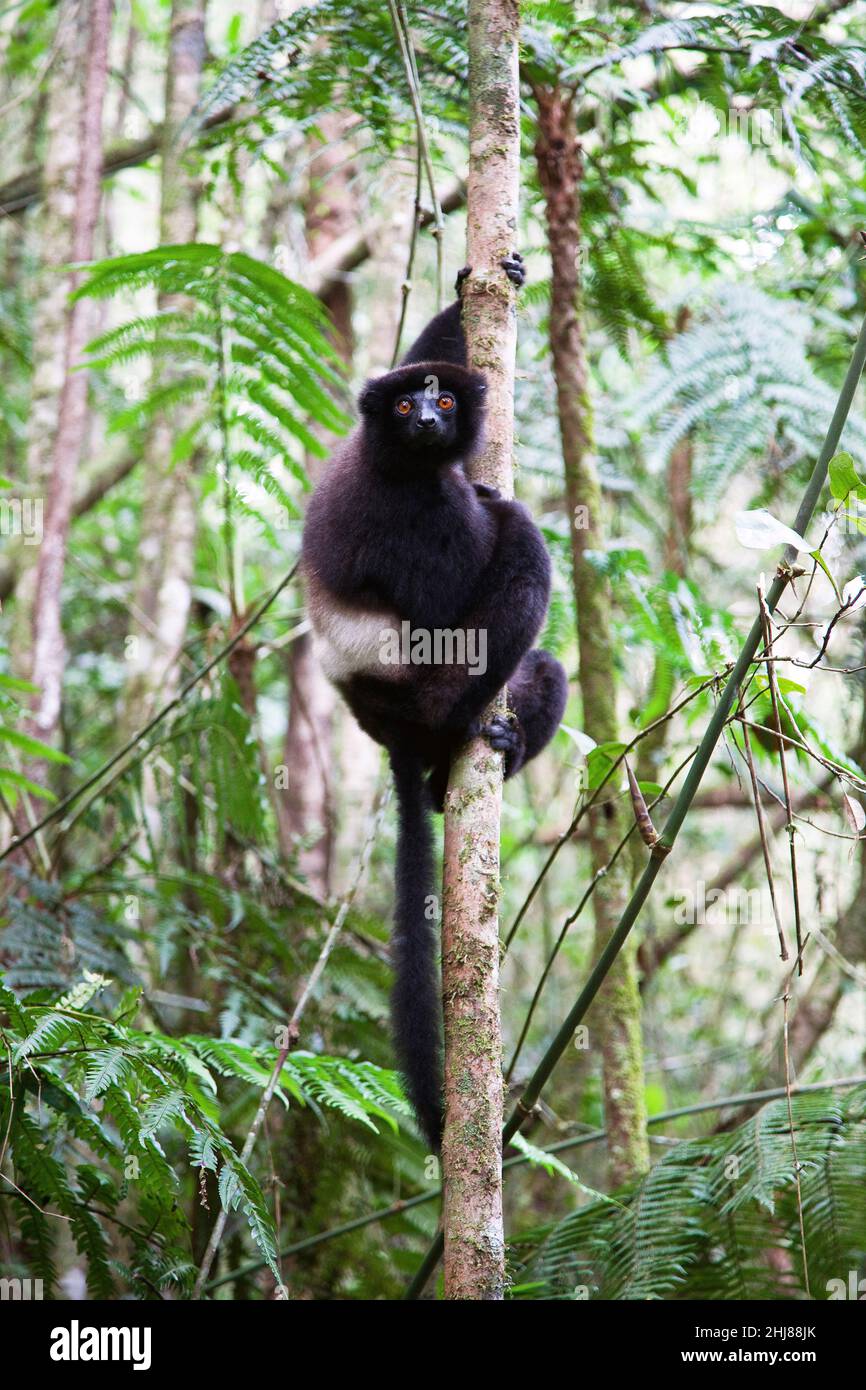 Milne-Edwards' sifaka (Propithecus edwardsi), Ranomafana N.P ...