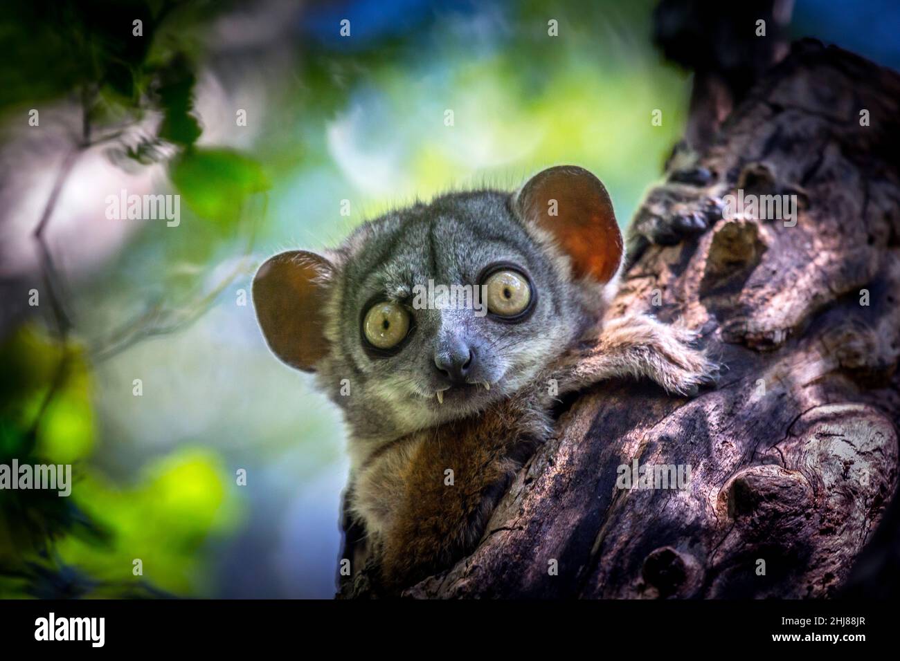 Red-tailed Sportive Lemur (Lepilemur ruficaudatus) in Tsingy Bemaraha ...