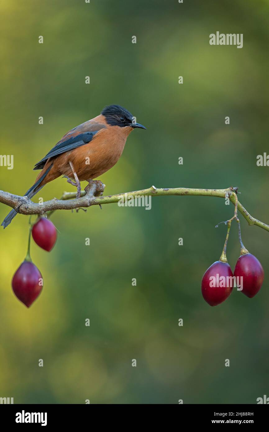 Himalayan insects hi-res stock photography and images - Alamy