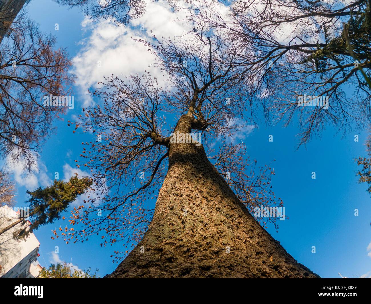 Bottom view on crown hi-res stock photography and images - Alamy