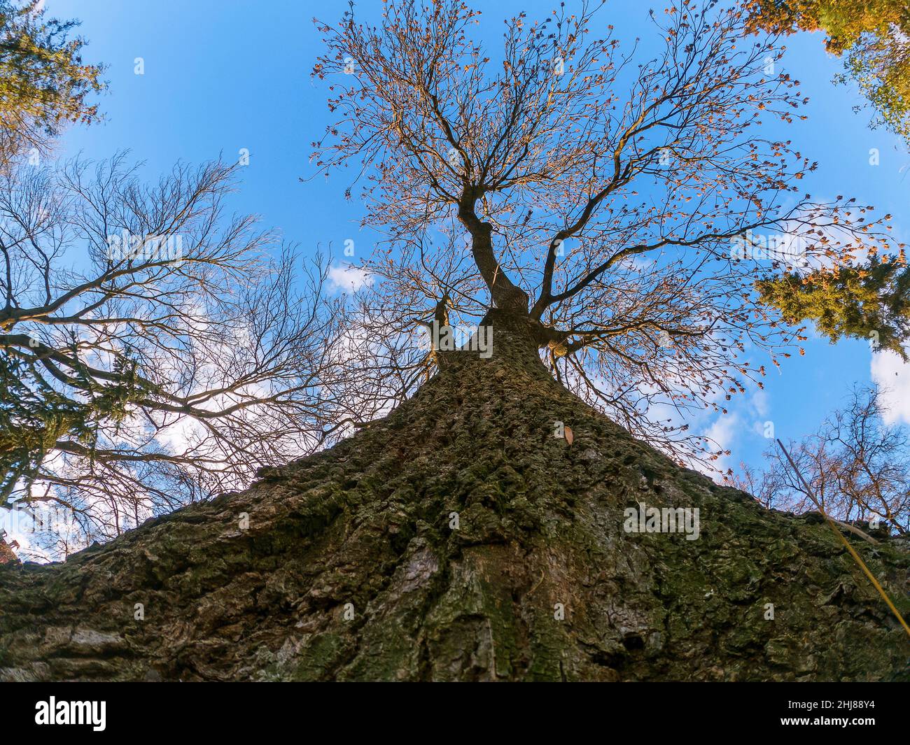 Big tree, tree crown on sky background, bottom view Stock Photo - Alamy