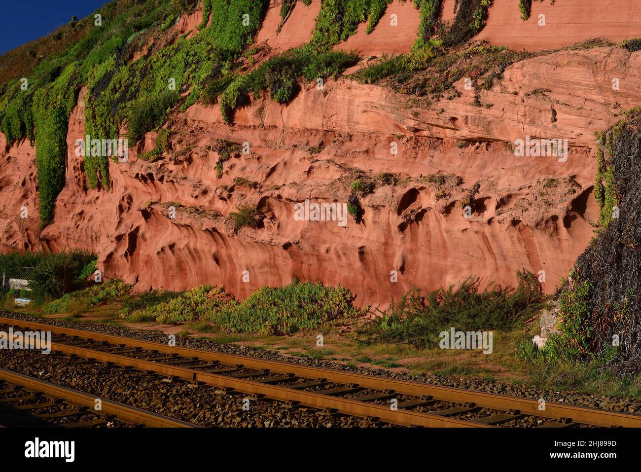 Vegetation growing on the red sandstone cliffs above the coastal ...