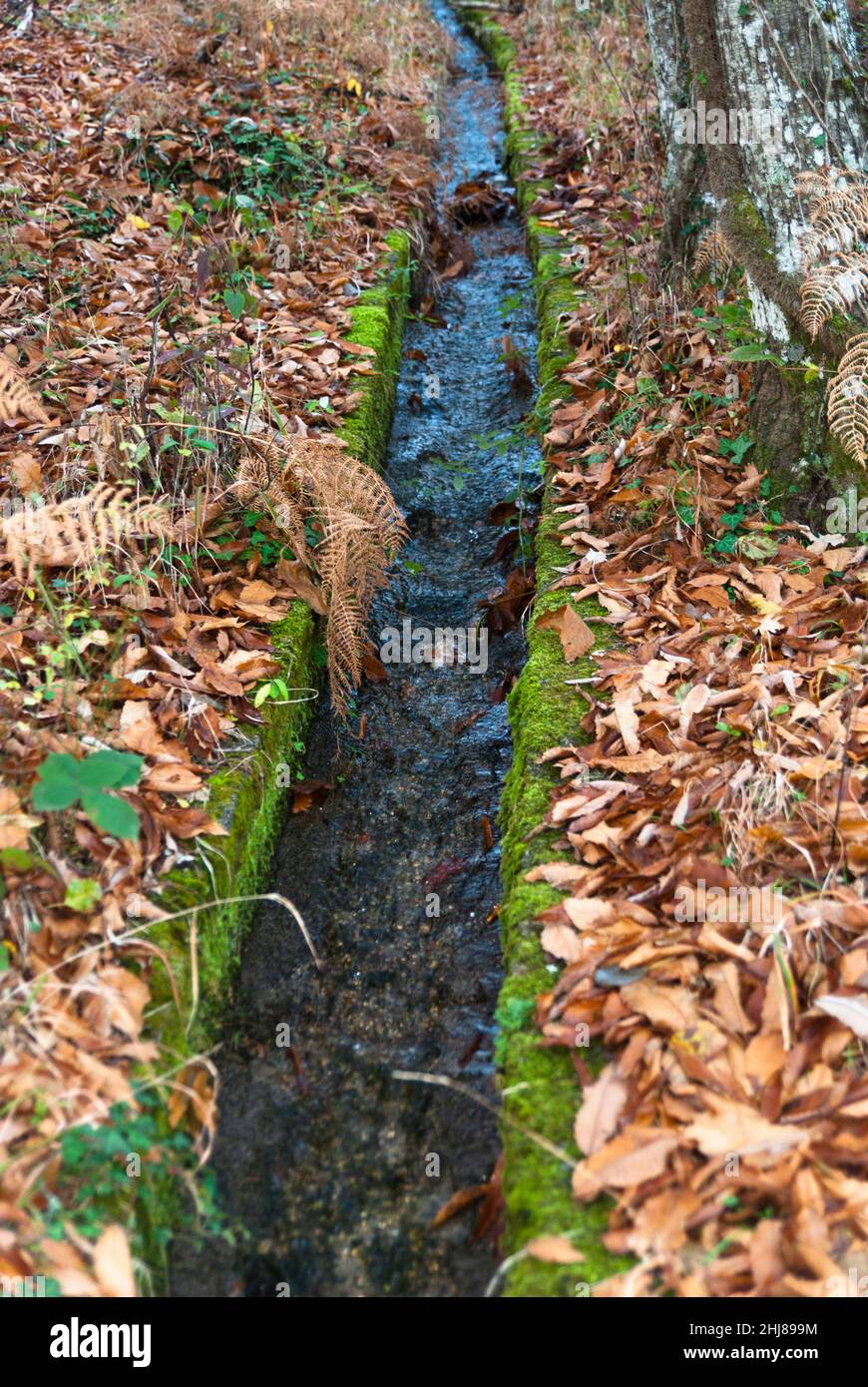 Mountain water channel in autumn with walls full of green moss and ...