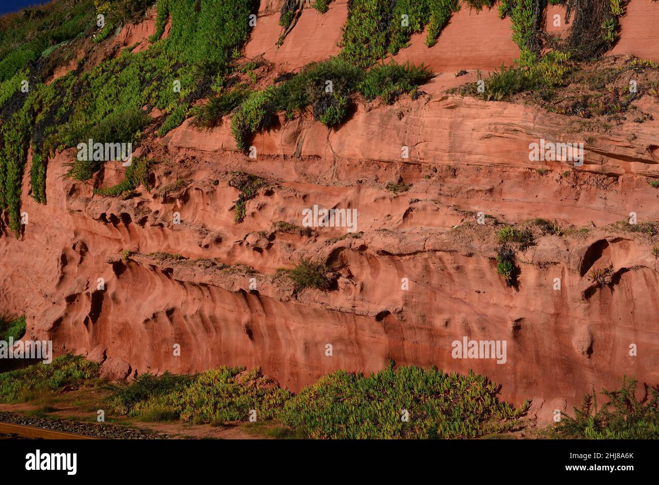 Vegetation growing on the red sandstone cliffs above the coastal ...