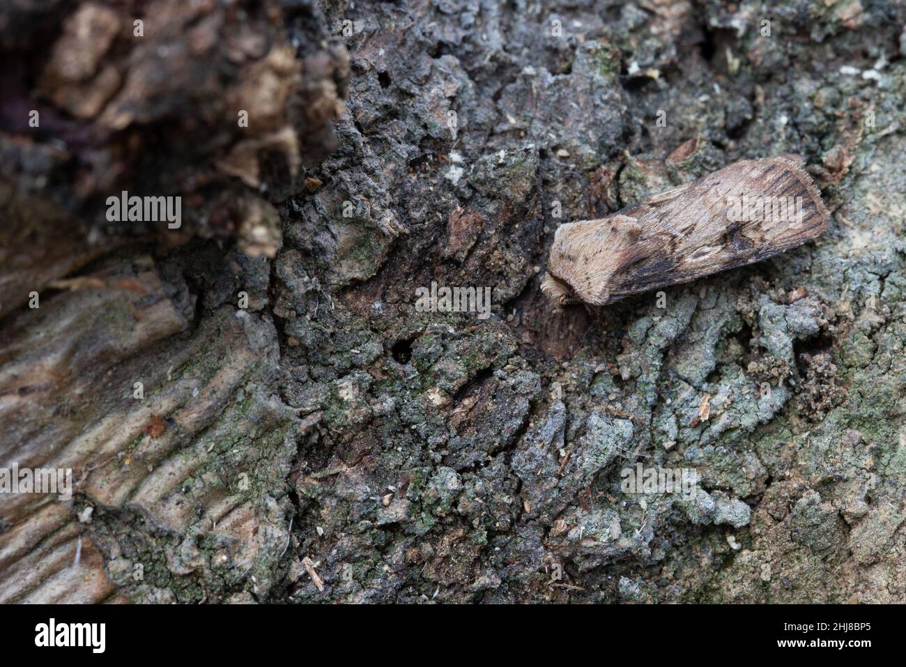 Shuttle shaped dart hi-res stock photography and images - Alamy