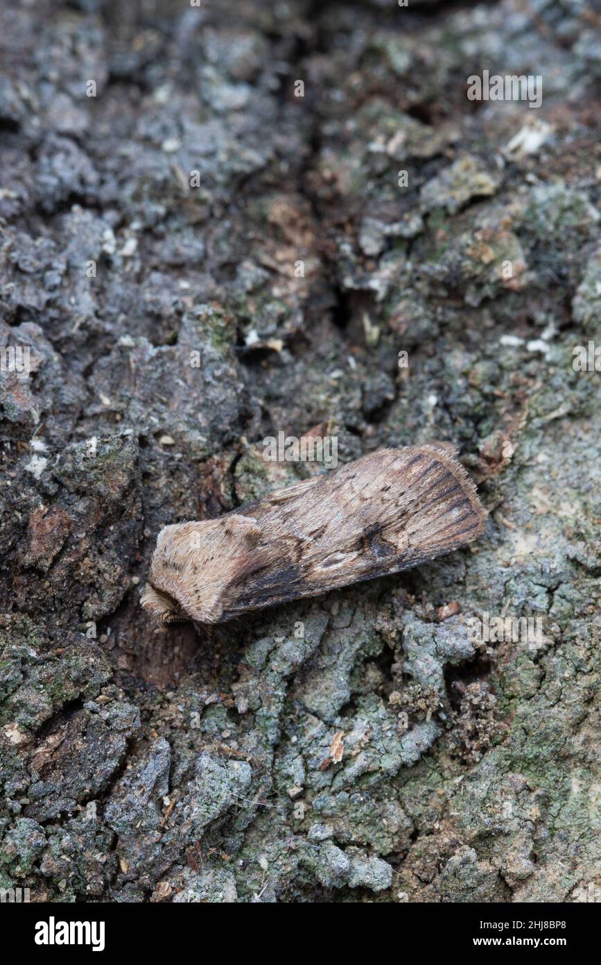 Shuttle shaped dart moth hi-res stock photography and images - Alamy