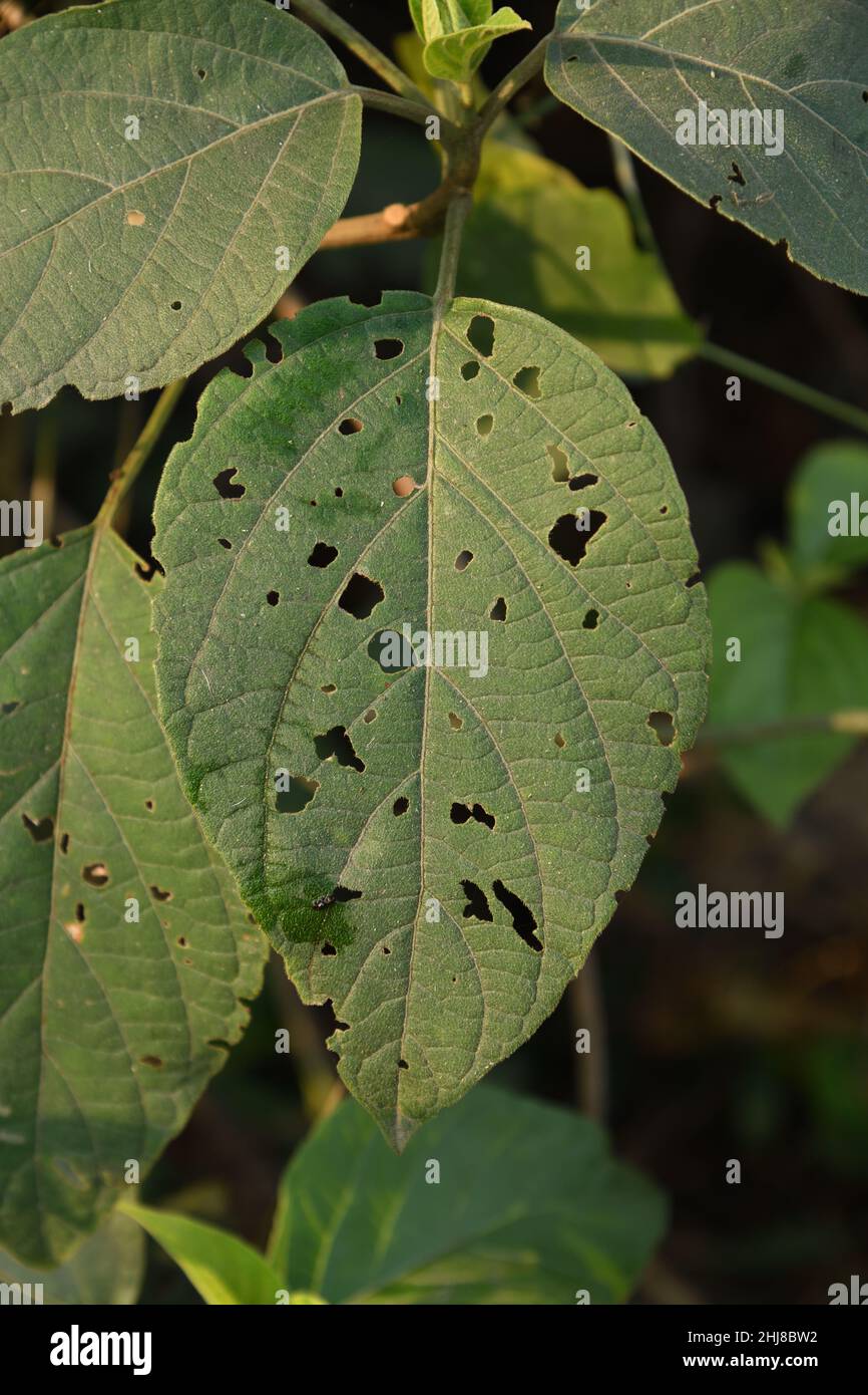 Tiny irregular holes within unidentified wild leaf. Howrah, West Bengal ...