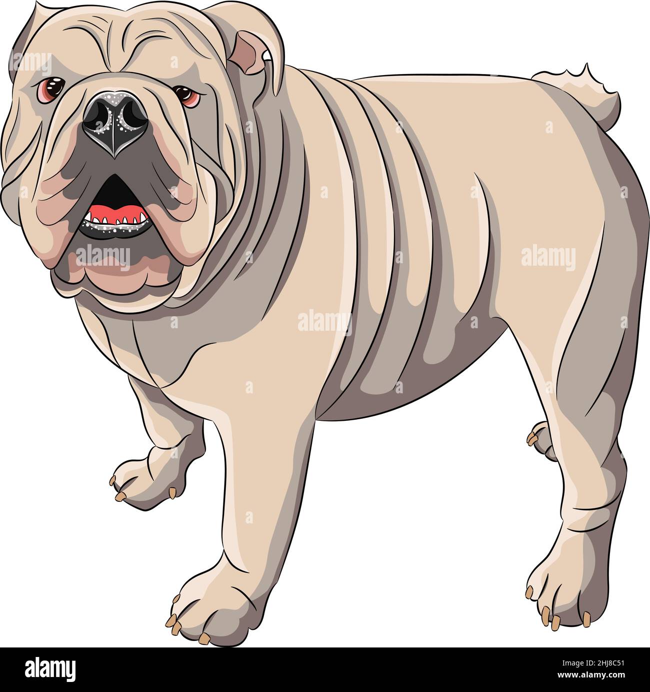 Drawing of a dog breed English Bulldog of white color. Vector ...