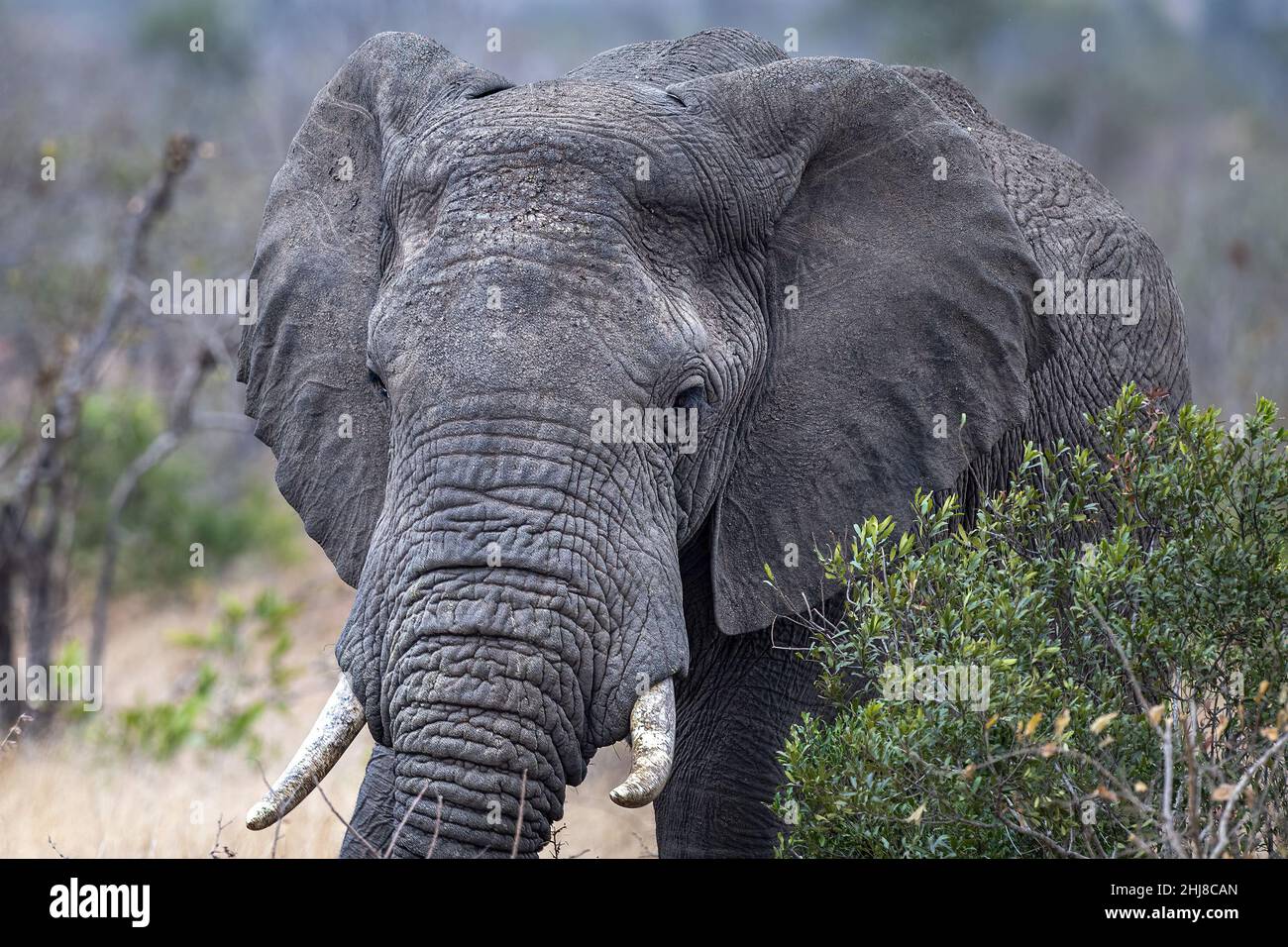 Marula tree elephant hi-res stock photography and images - Alamy