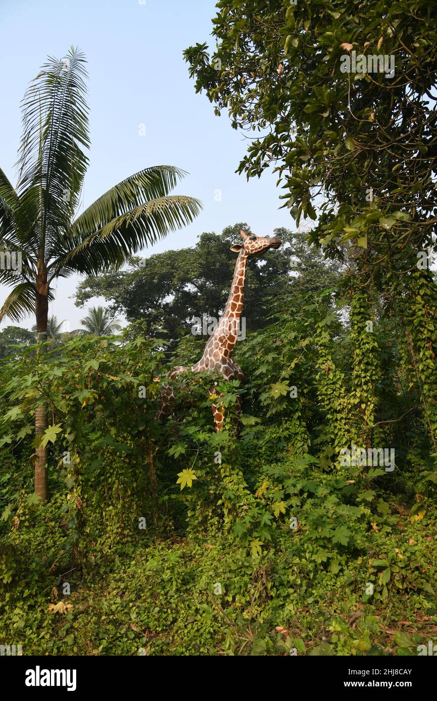 Fiberglass made giraffe sculpture at Padmapukur Water Treatment Plant road. Howrah, West Bengal ...