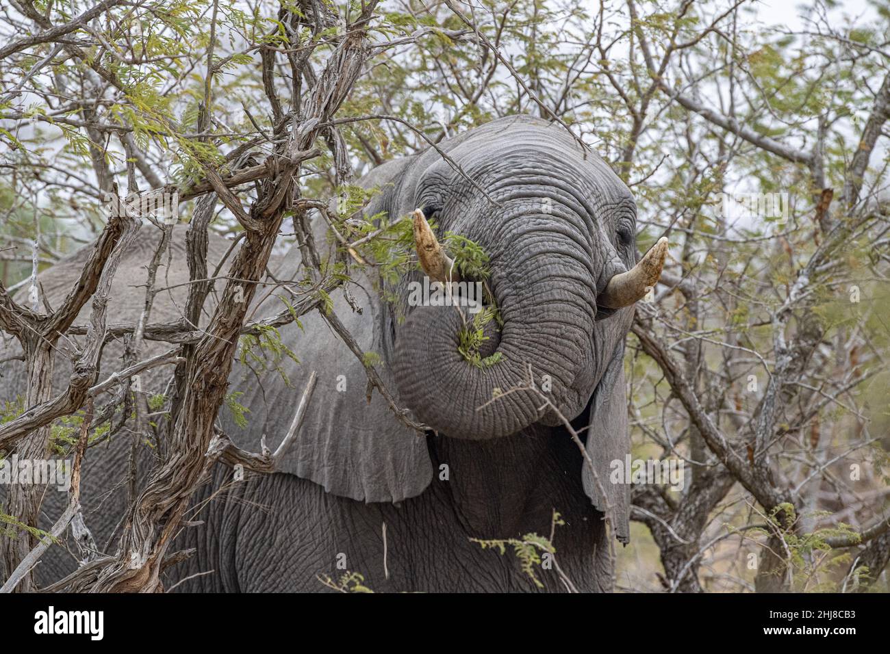 African marula fruit hi-res stock photography and images - Alamy