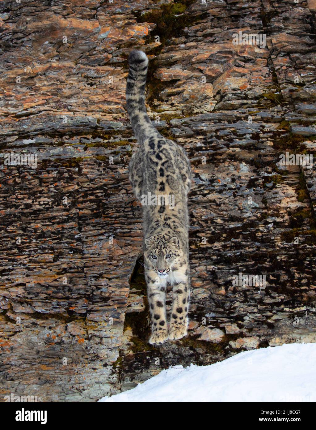 Snow leopard (Panthera uncia) jumping off a rocky cliff into the winter ...
