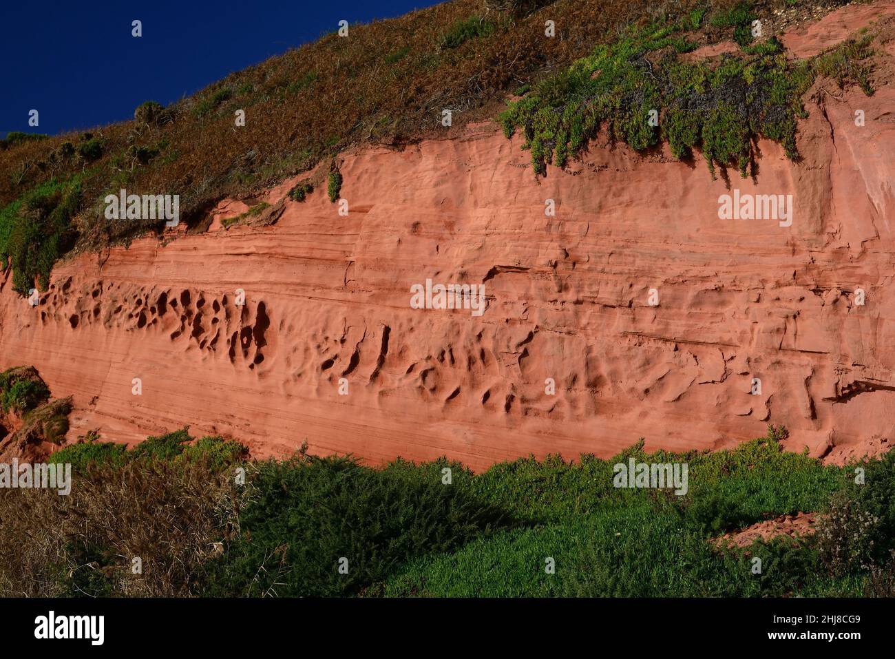Vegetation growing on the red sandstone cliffs above the coastal ...