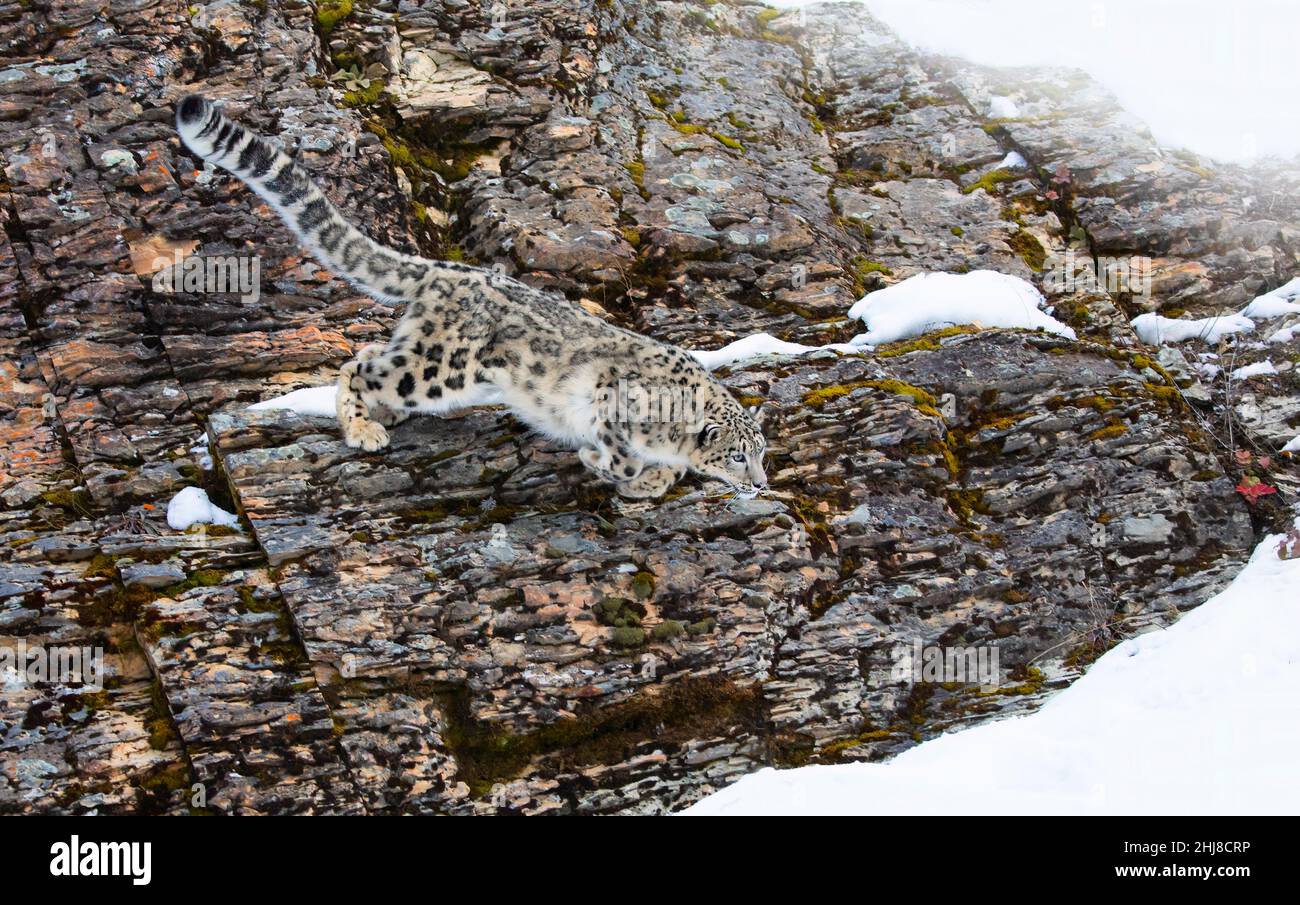 Snow leopard (Panthera uncia) jumping off a rocky cliff into the winter snow Stock Photo - Alamy