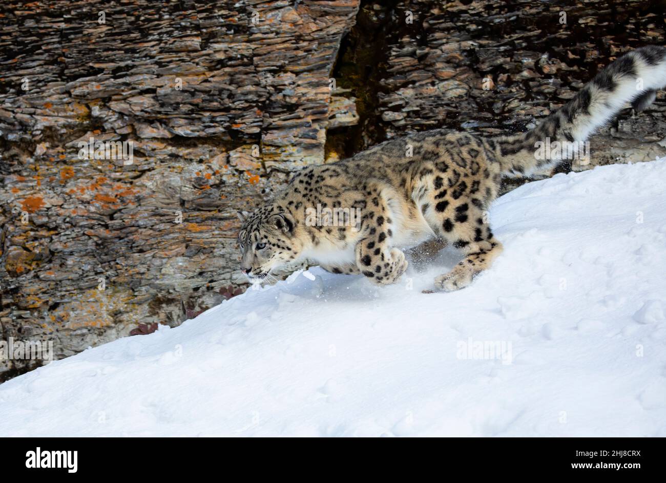 Snow leopard (Panthera uncia) running around the snow covered rocky ...
