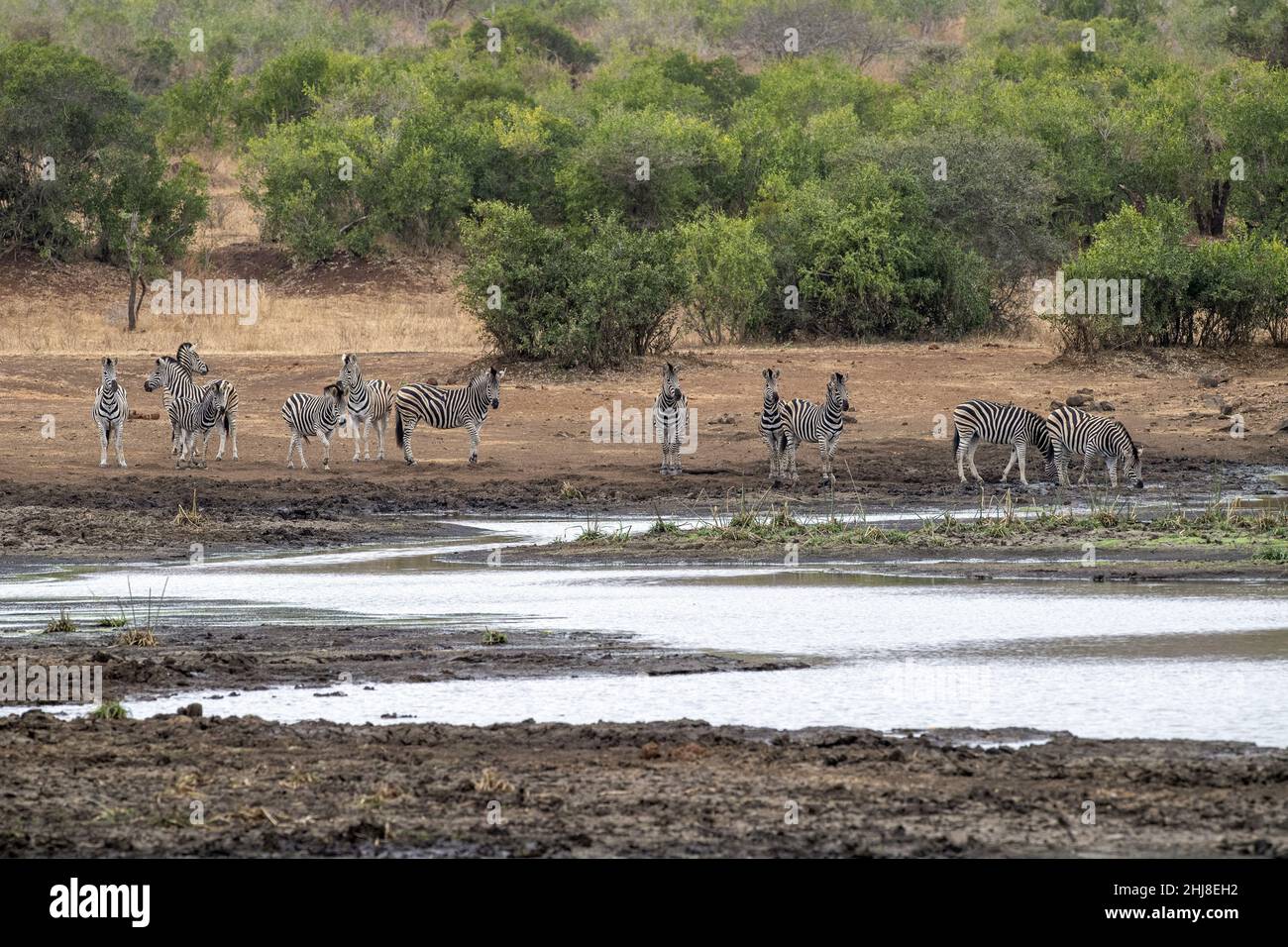 zebra group drinking at the pool in kruger park south africa with water ...