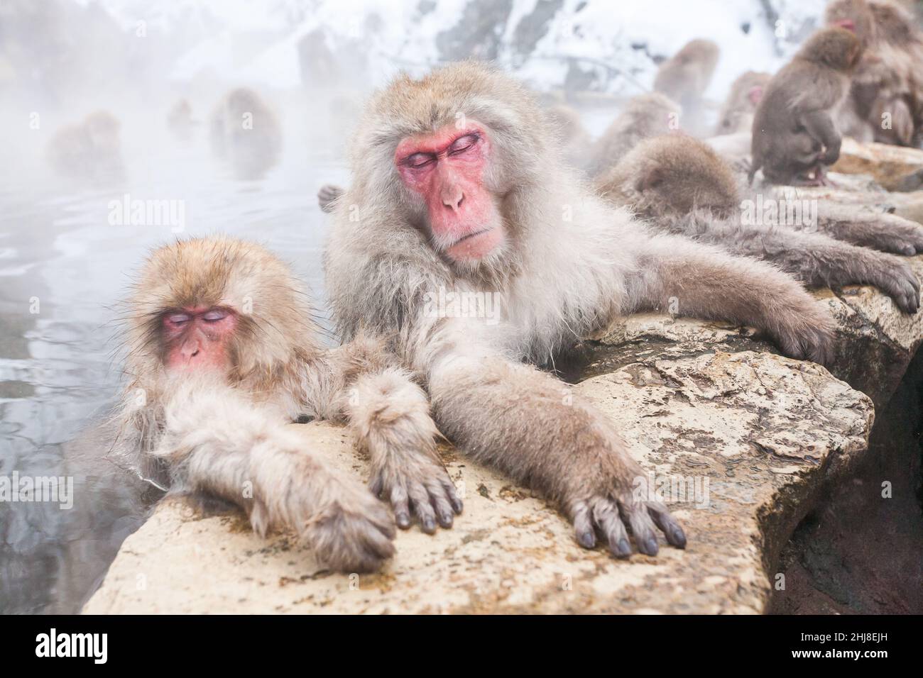 Group of snow monkeys sleeping in a hot spring, Japan Stock Photo - Alamy