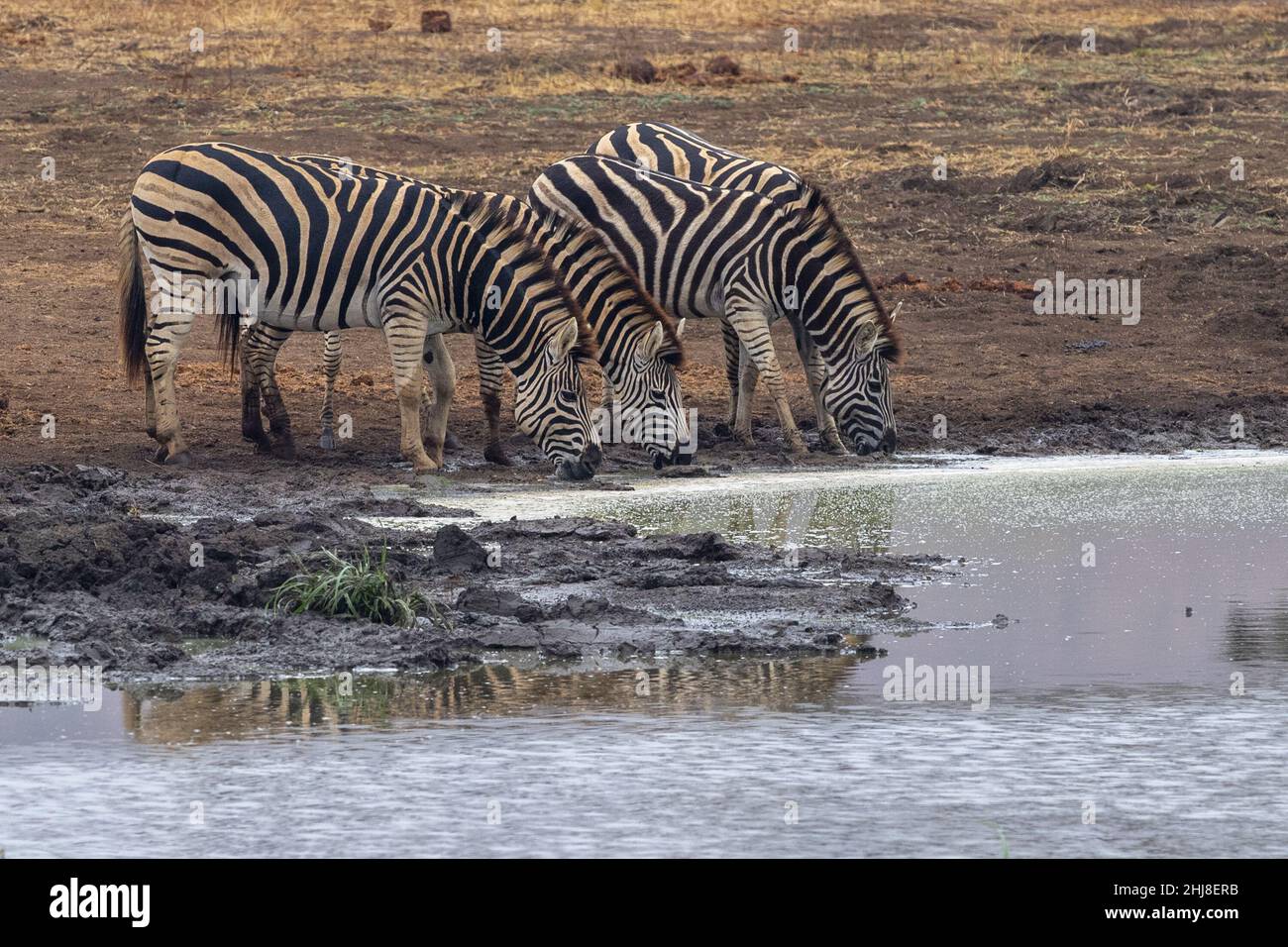 zebra group drinking at the pool in kruger park south africa with water ...