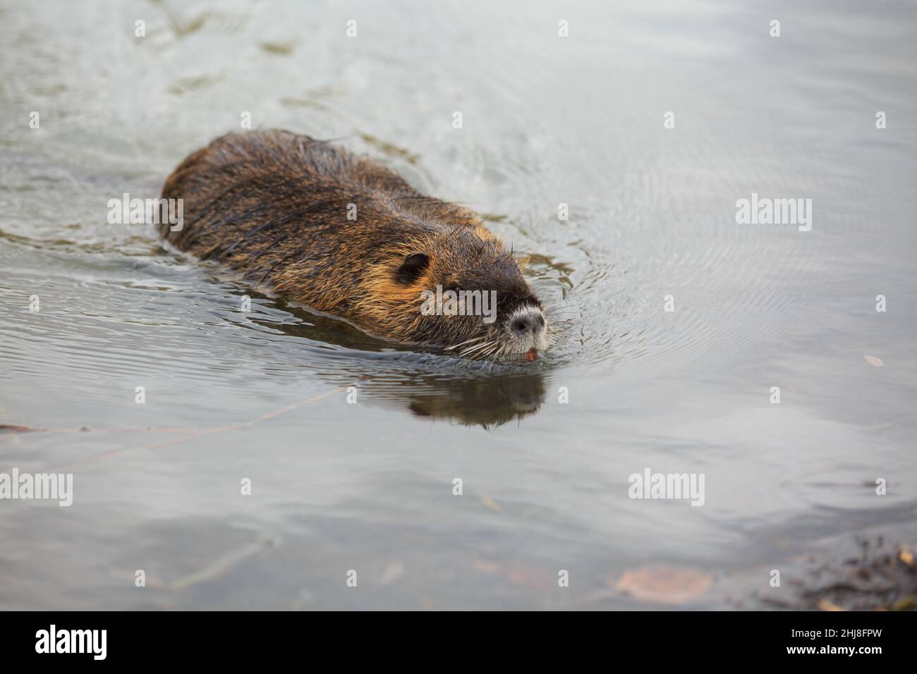Nutria in river Stock Photo - Alamy