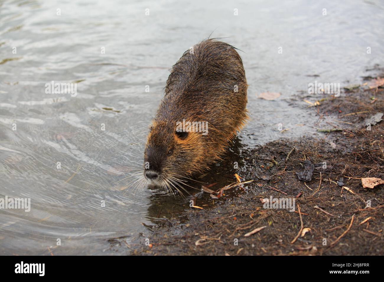 Nutria in river Stock Photo - Alamy
