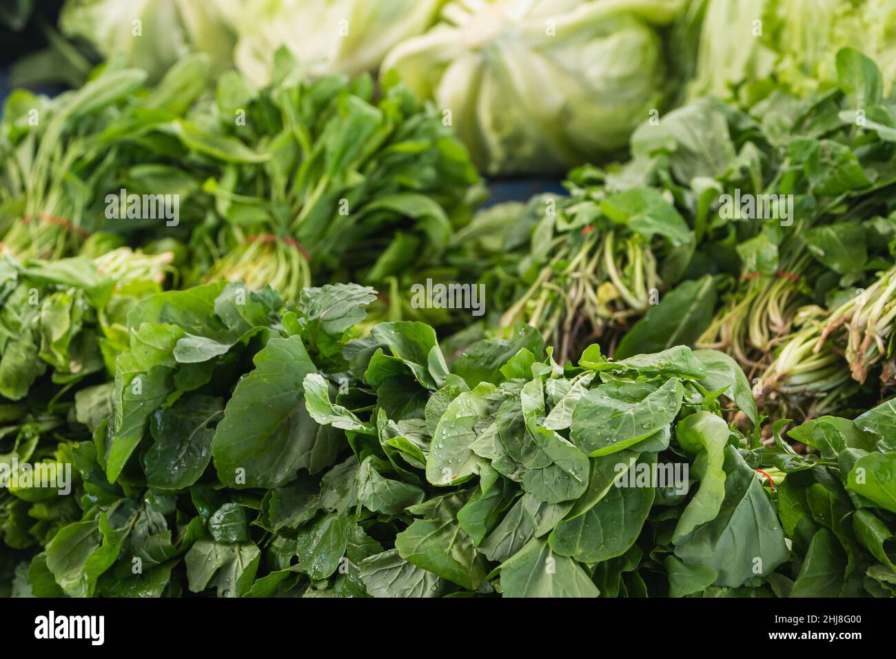 Close-up of a green plant for a background, green salad texture or ...