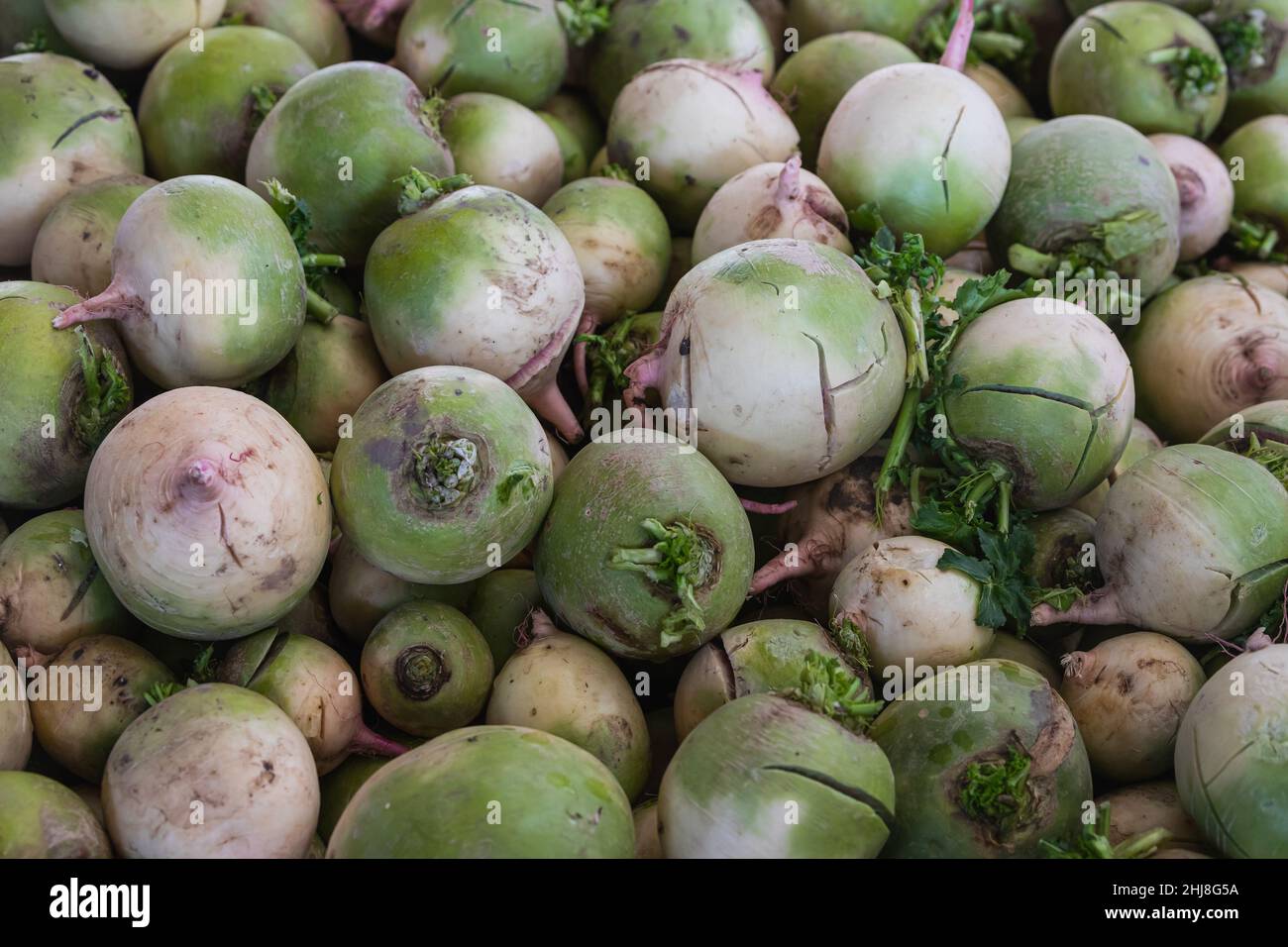 Сlose up radish background. Fresh vegetables variety grown in the shop ...