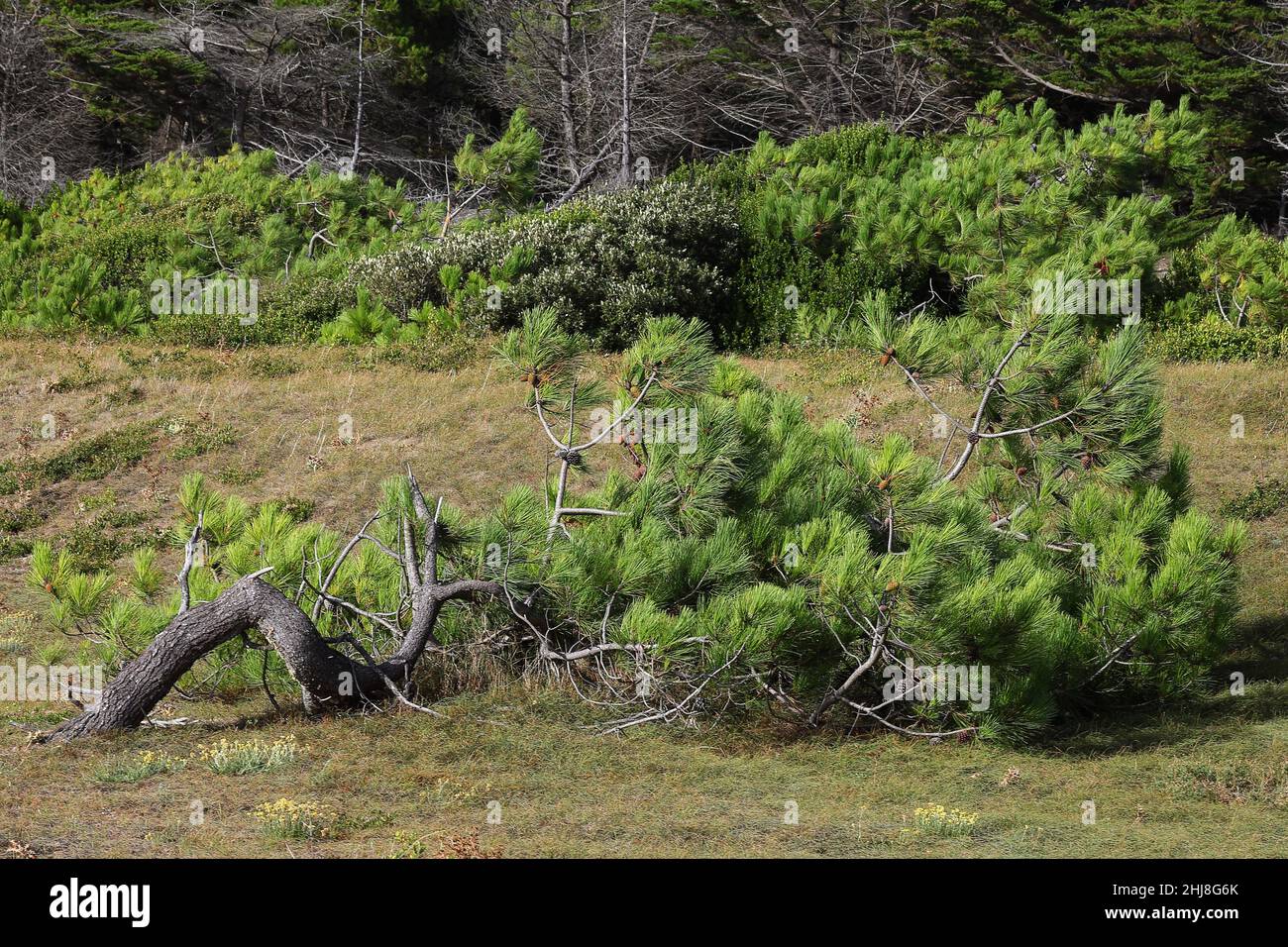 Closeup of a green tree on the ground Stock Photo - Alamy