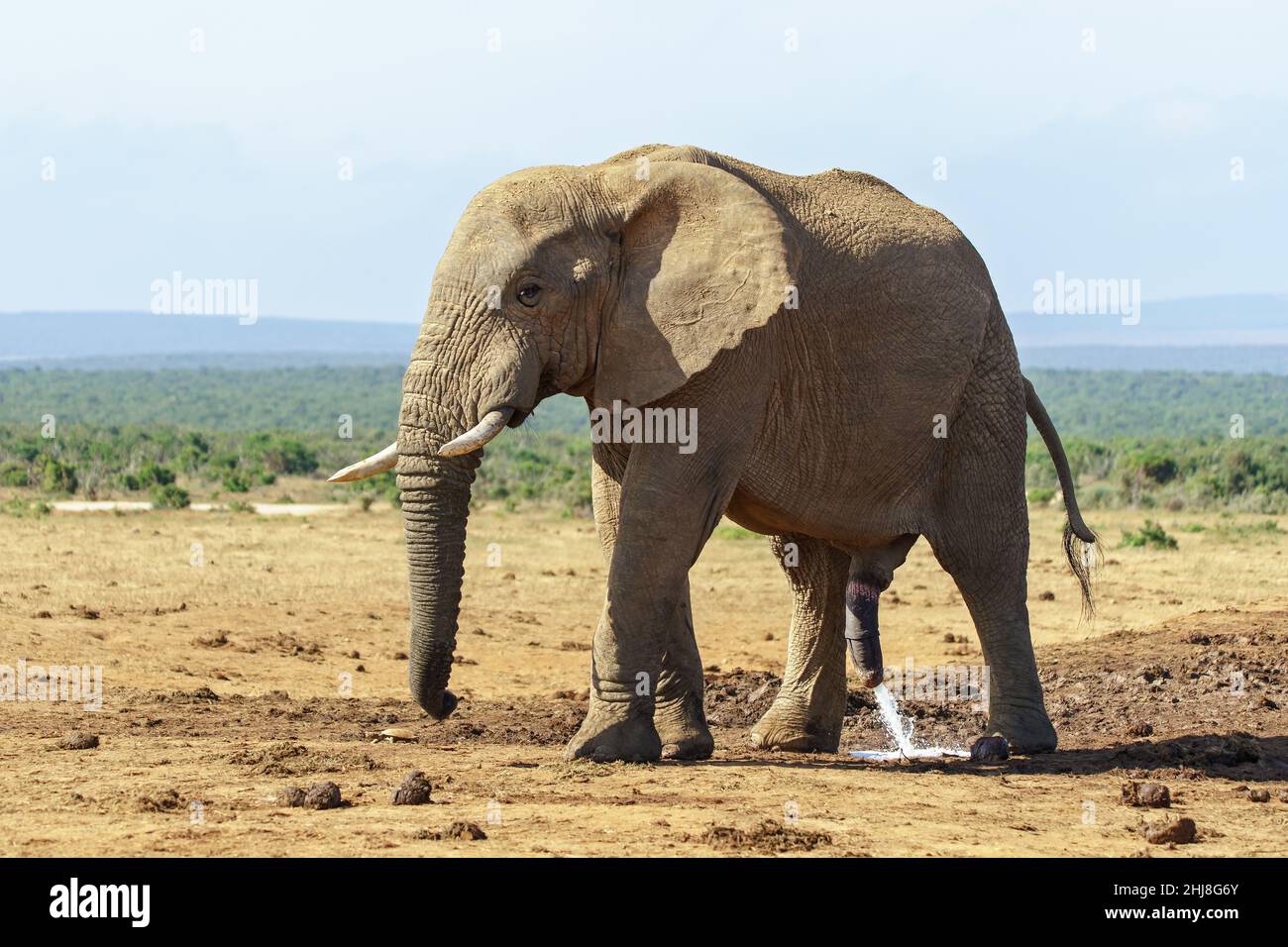 Closeup of a huge elephant Stock Photo - Alamy