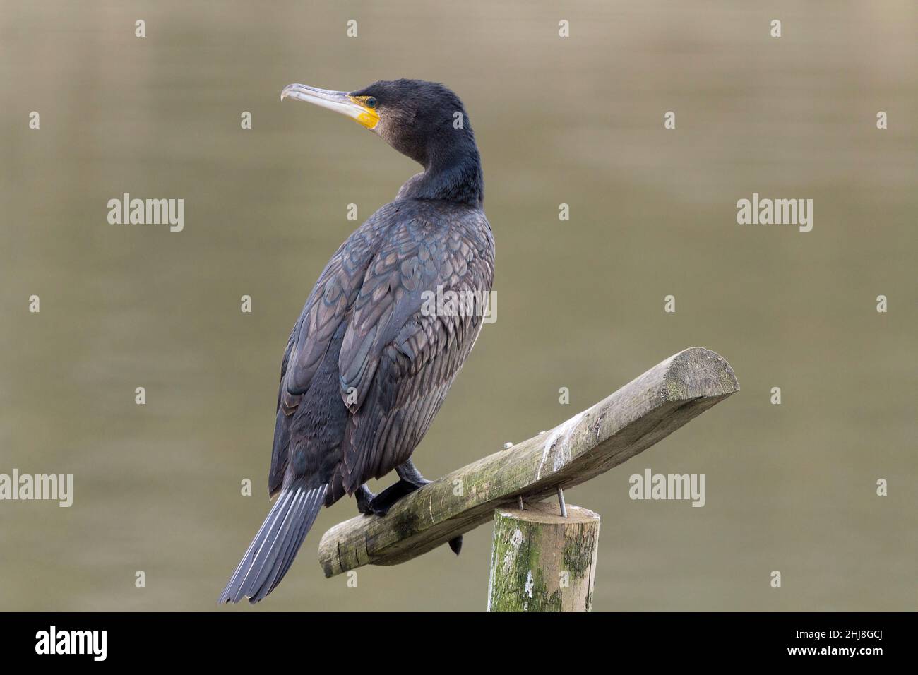 Dark purlish green bronze plumage hi-res stock photography and images ...