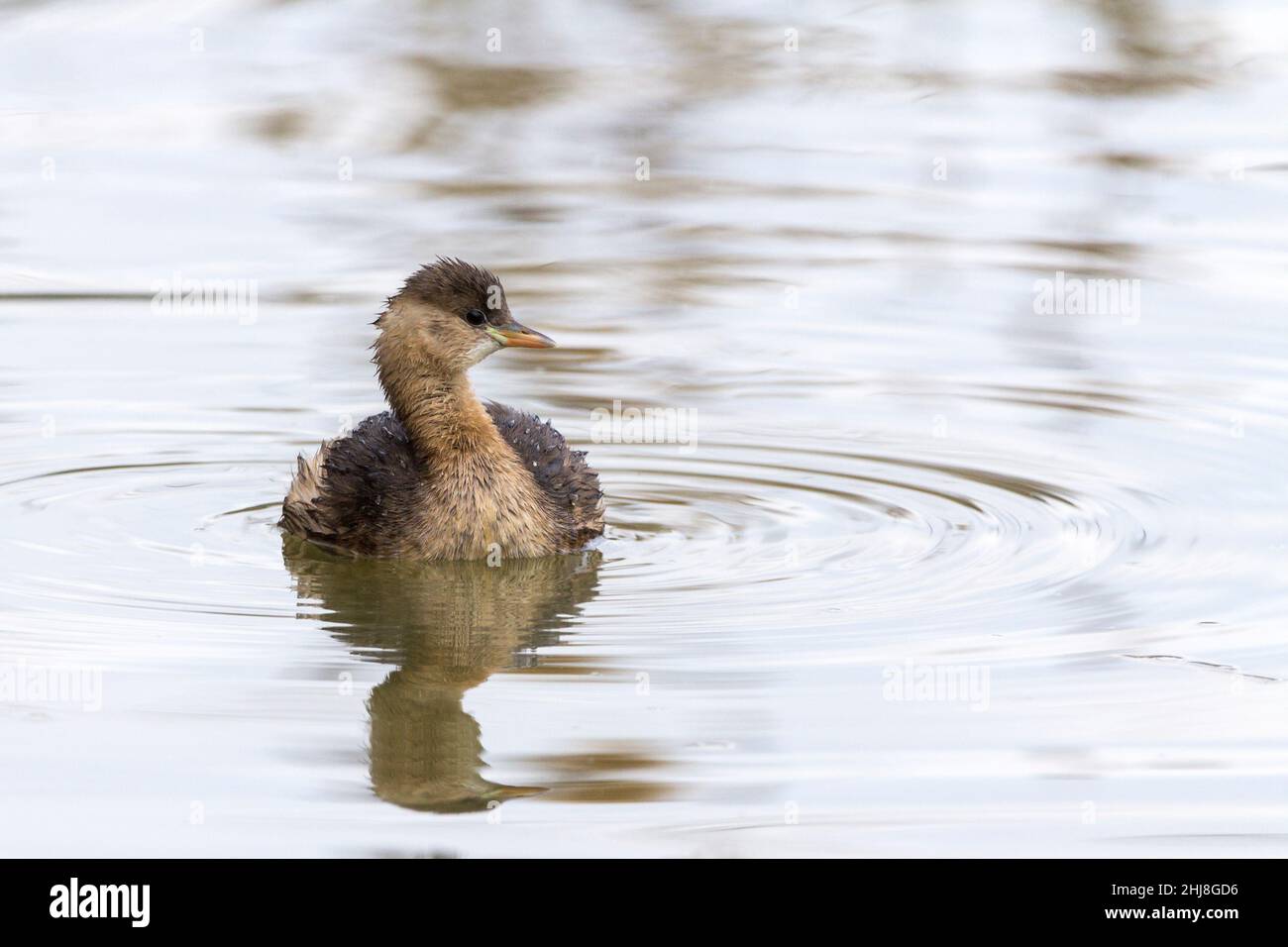 Little grebe (Tachybaptus ruficollis) small diving bird pale winter ...