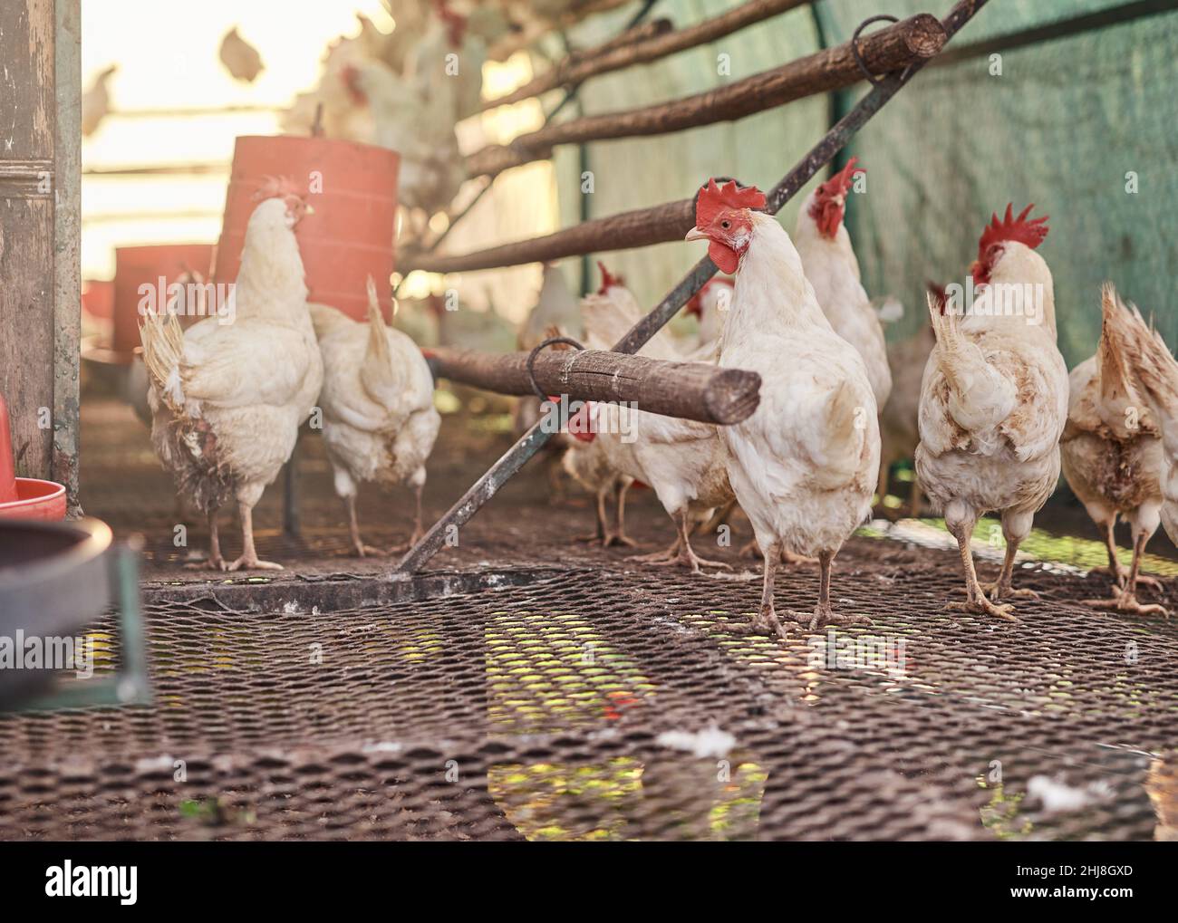 What came first The chicken or the egg Stock Photo - Alamy