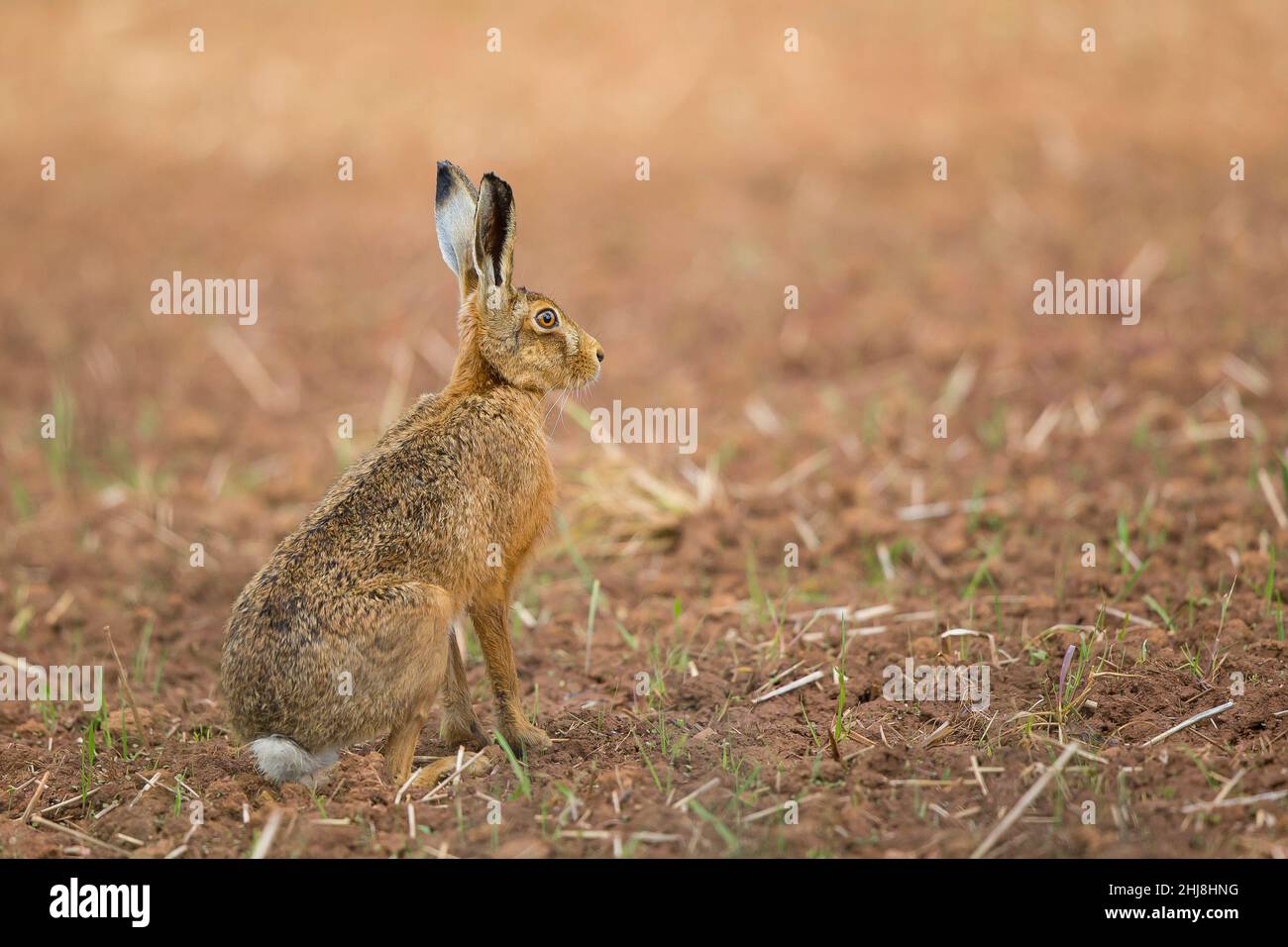 Detailed close up of a wild, brown hare (Lepus europaeus) sitting upright, isolated outdoors in ...