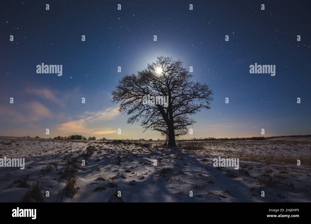 Night landscape image with moonlight and oak tree Stock Photo - Alamy
