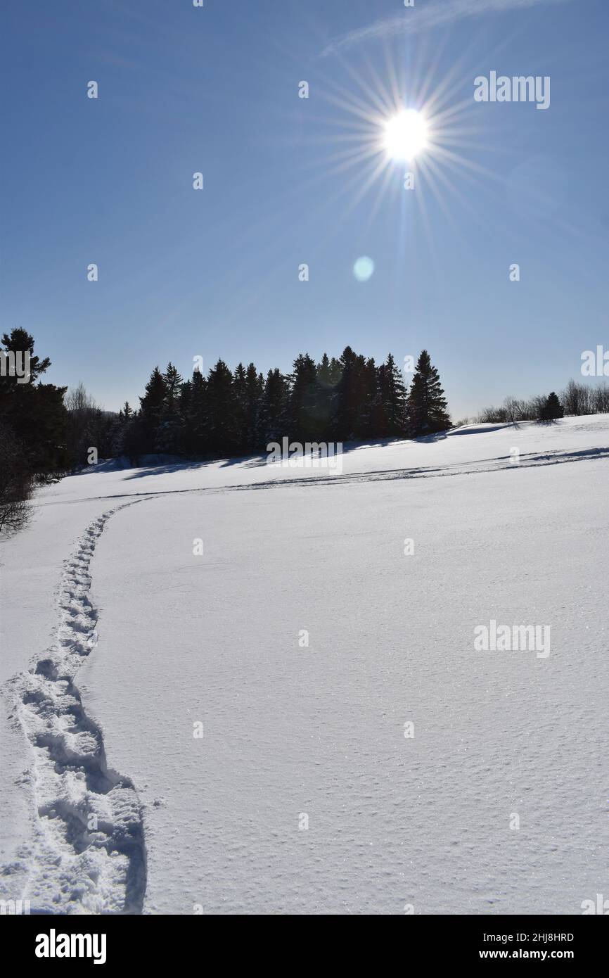 Bosque trails hi-res stock photography and images - Alamy