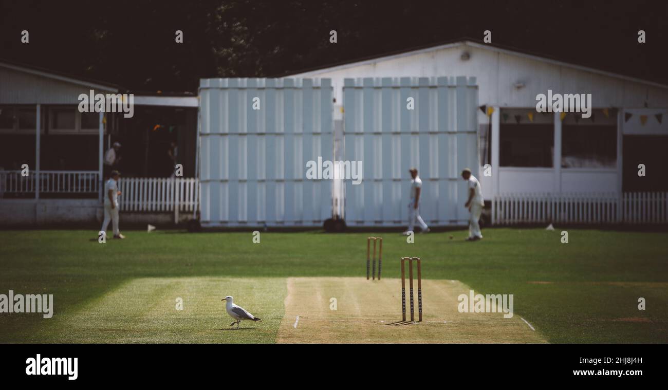General views of cricket Stock Photo - Alamy