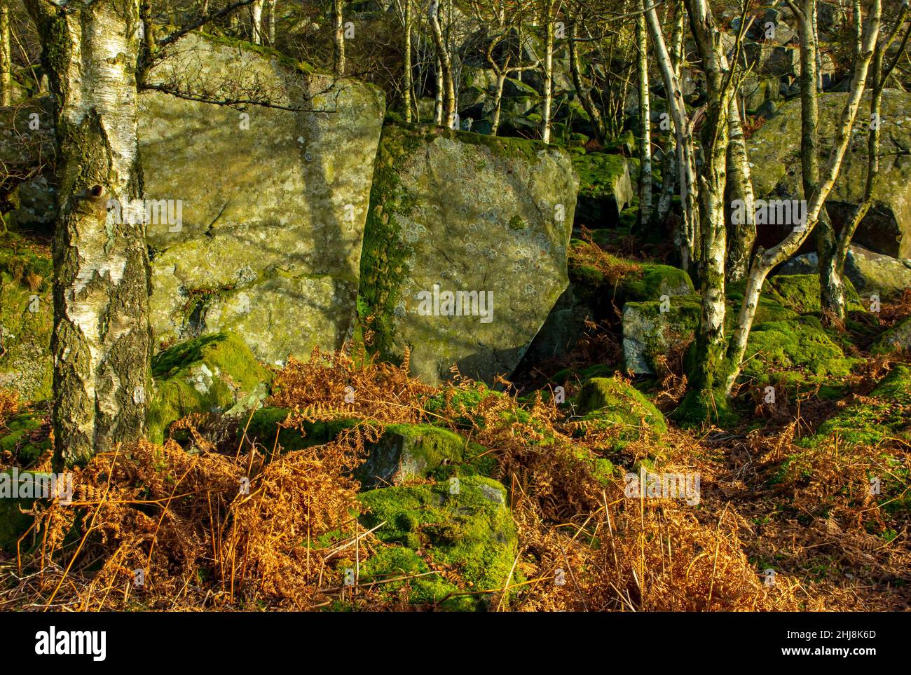 Winter view with rocks and trees at Gardom's Edge near Baslow in the ...
