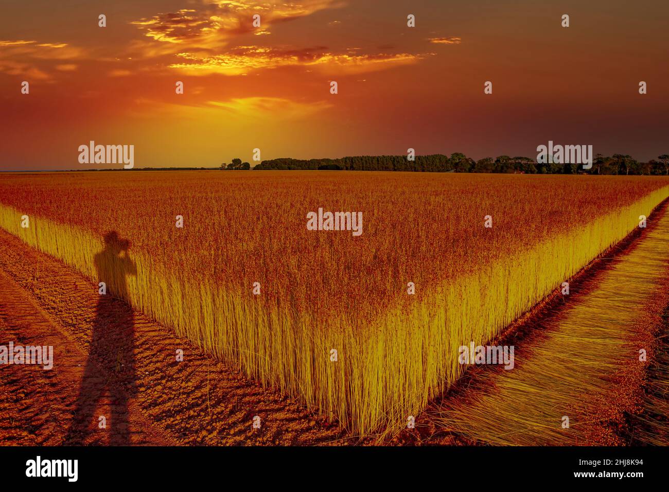 flax fields during the harvest of August near the city of Etretat, in ...
