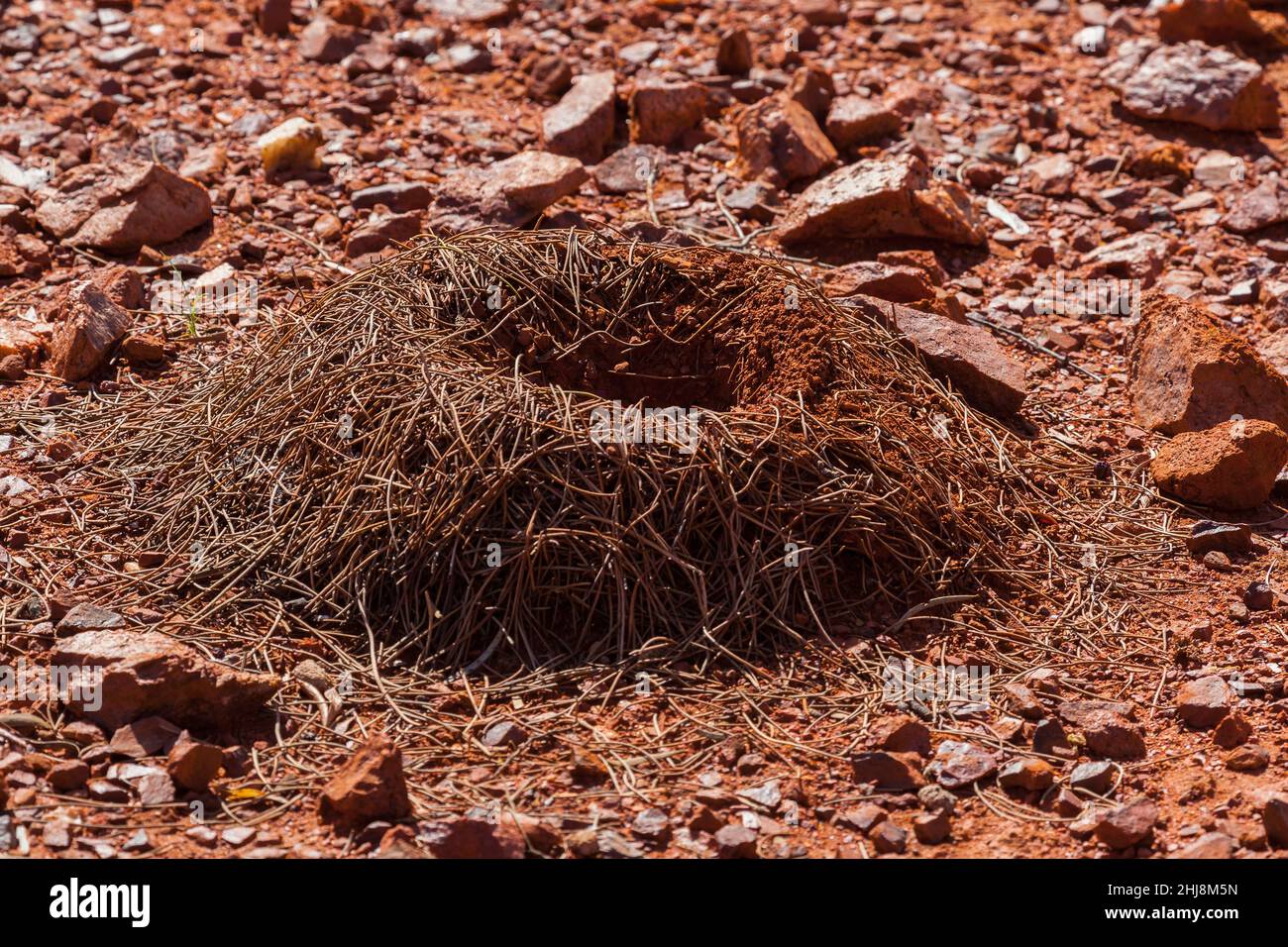 Ant hill in in Gobi Deserti, Western Australia Stock Photo - Alamy