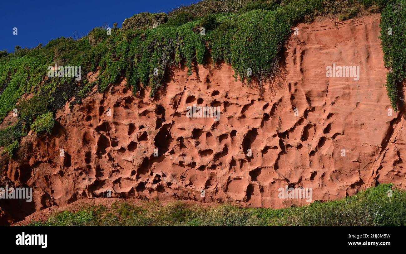 Vegetation growing on the red sandstone cliffs above the coastal ...
