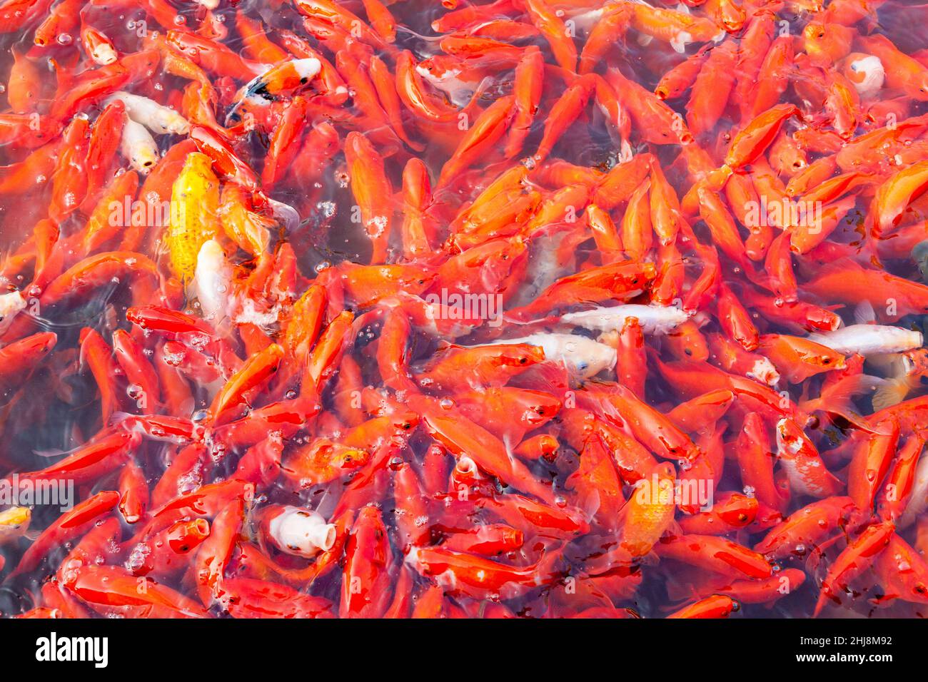 Massive gathering of goldfish after food was thrown. Zhouzhuang, China ...