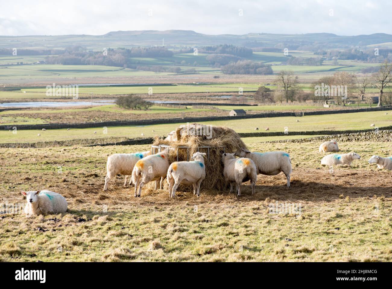 Smit marking sheep hi-res stock photography and images - Alamy