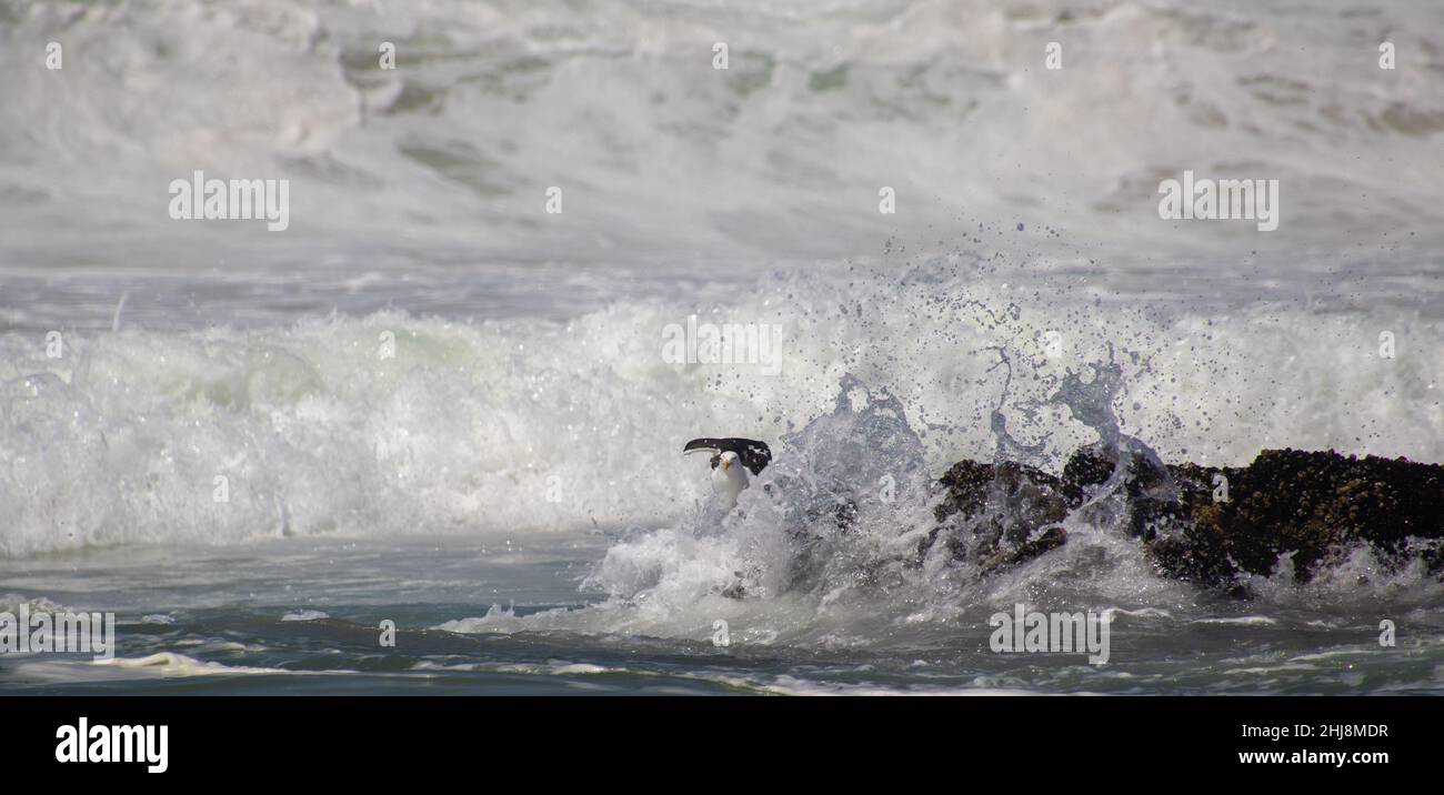Rogue wave hi-res stock photography and images - Alamy