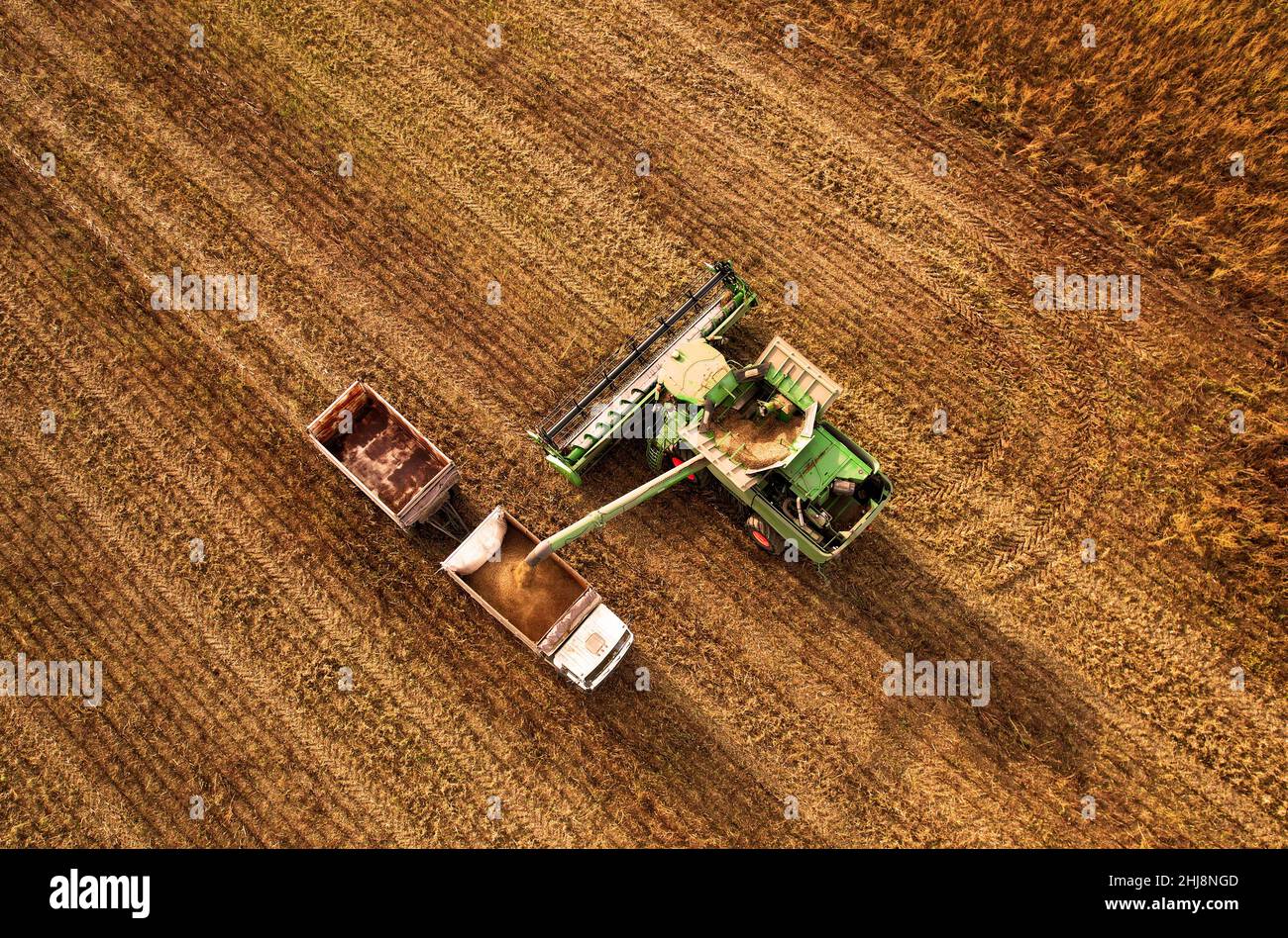 Combine harvester working in wheat field. Harvesting machine during ...