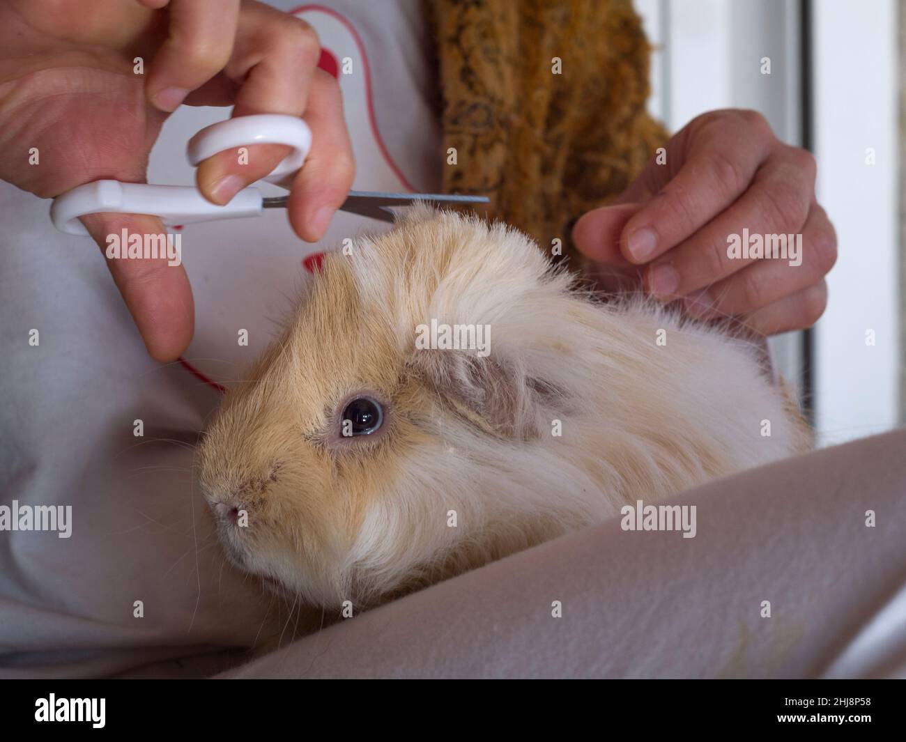 Peruvian guinea pig white and gold having a fringe haircut Stock Photo ...