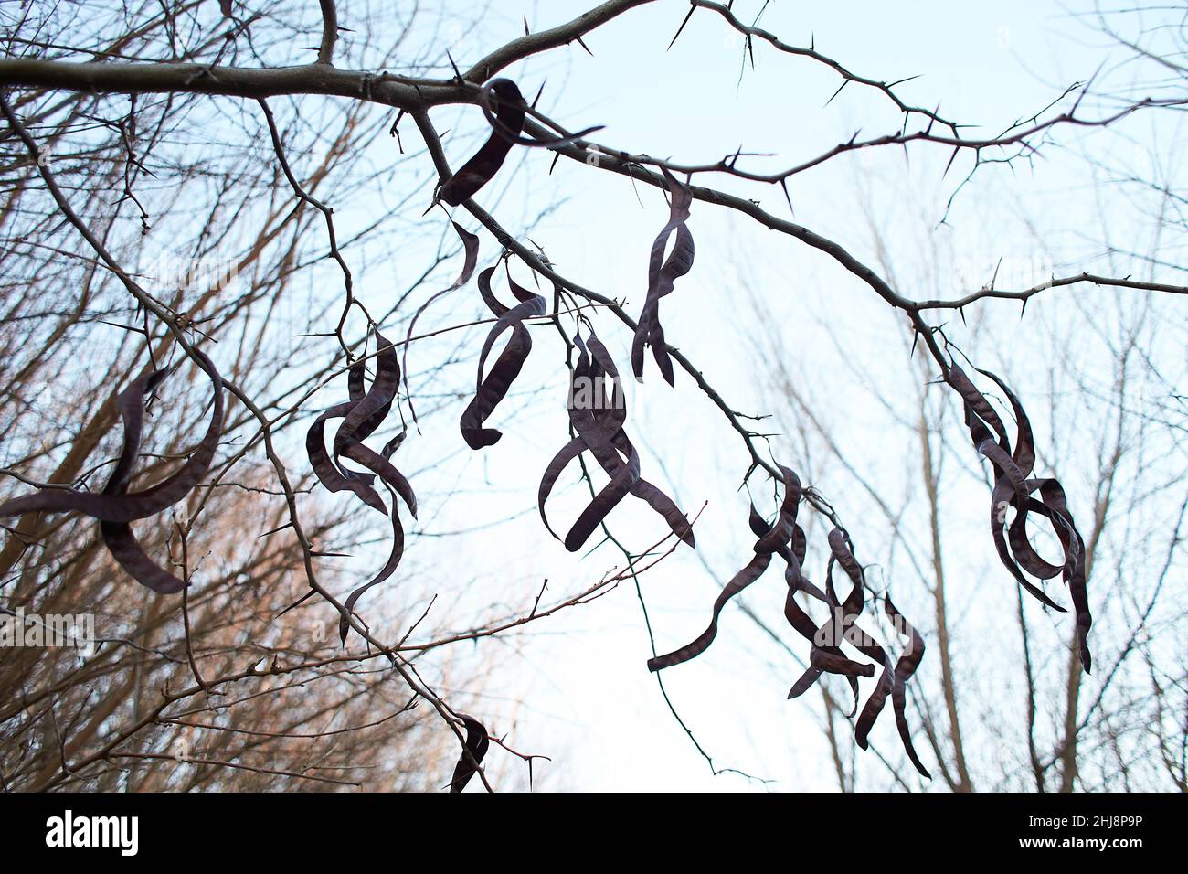 Acacia plant hi-res stock photography and images - Alamy