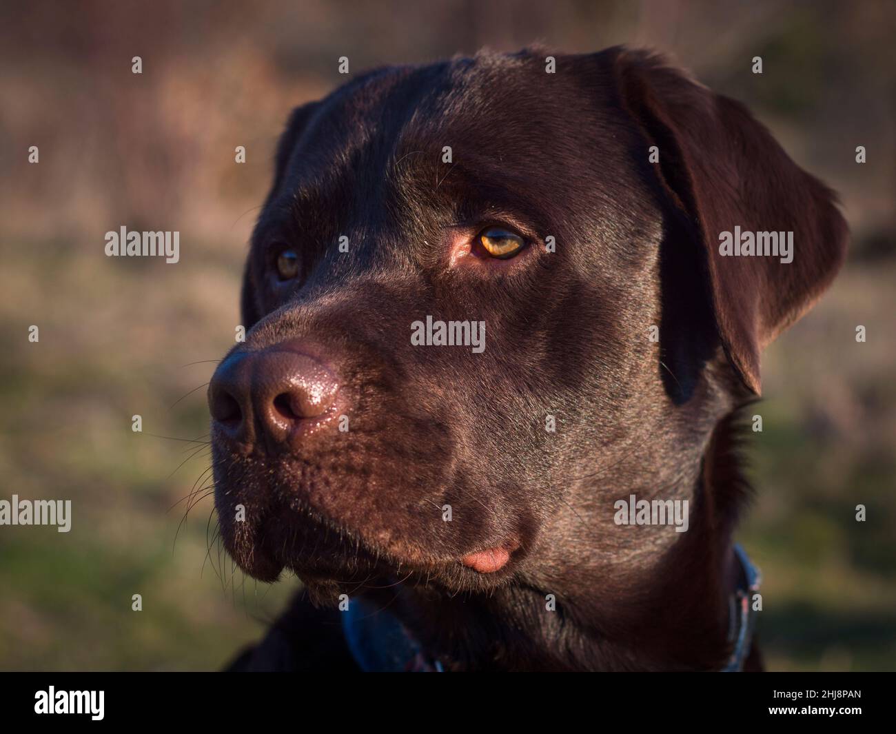 Close up of two year old chocolate labrador retriever in the ...
