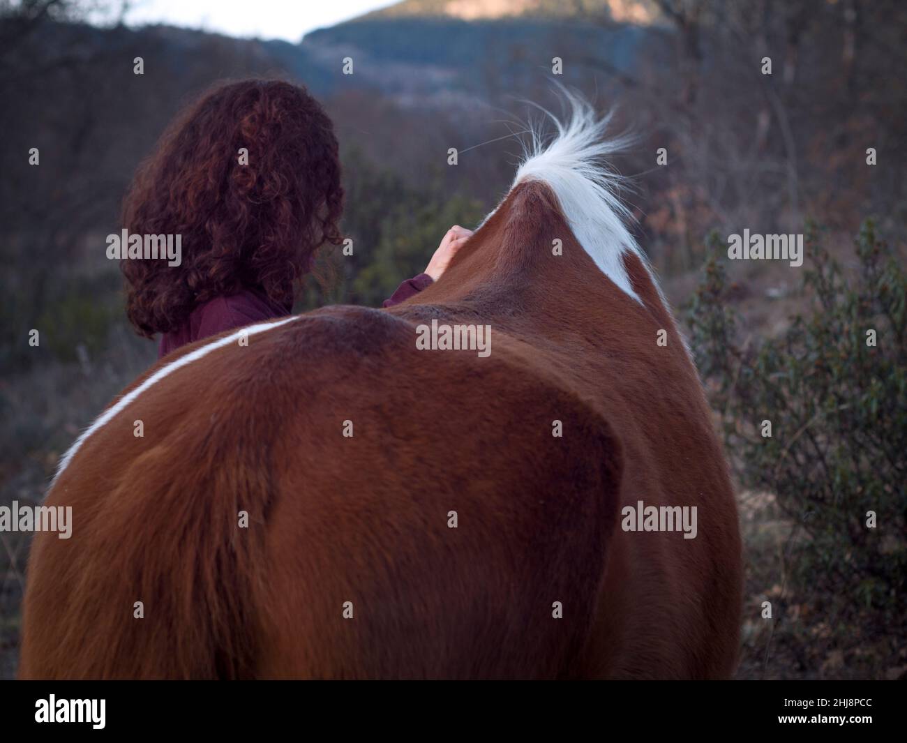 Female forming bond with a piebald mare on an afternoon of an autumn ...