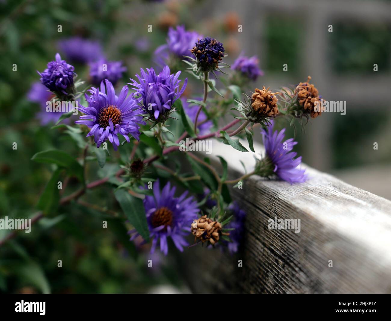 Flowers in autumn Stock Photo - Alamy